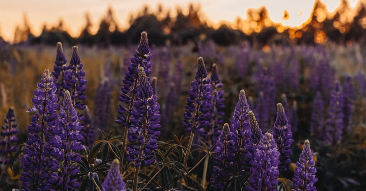 Native Review - Paris Hilton